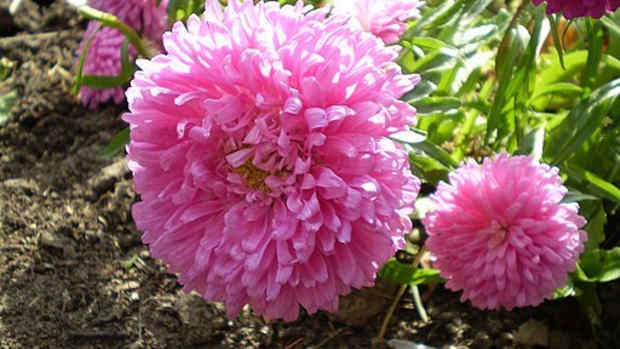 Gardening - Dengarden