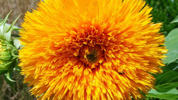 Tips and How-Tos for Planting Flower Gardens - Dengarden