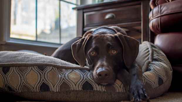 Causes and Treatments of Hindlimb Lameness in Dogs - PetHelpful
