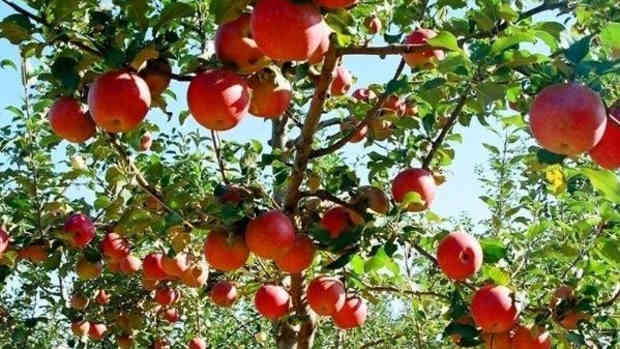 How to Grow Different Varieties of Apple Trees - Dengarden