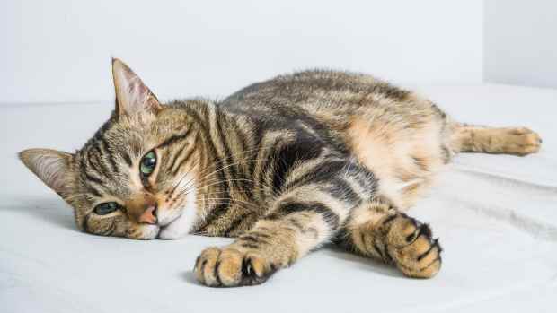 Muscle Atrophy in Cats: What Causes It? - PetHelpful