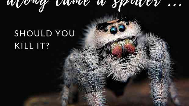 How Many Eyes Does a Spider Have? What Do Spider Eyes Look Like ...