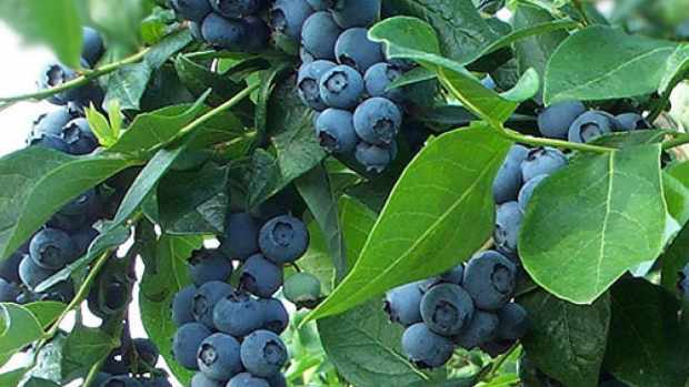 How to Successfully Grow Blueberries in the South - Dengarden
