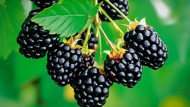 Tips and How-Tos for Planting Food Gardens - Dengarden