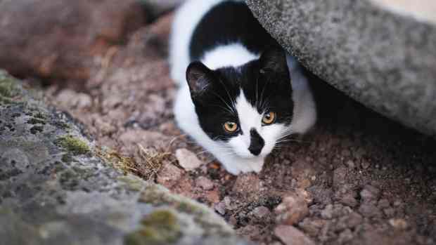 The 9 Cat Personalities: Feline-ality and Meet Your Match - PetHelpful
