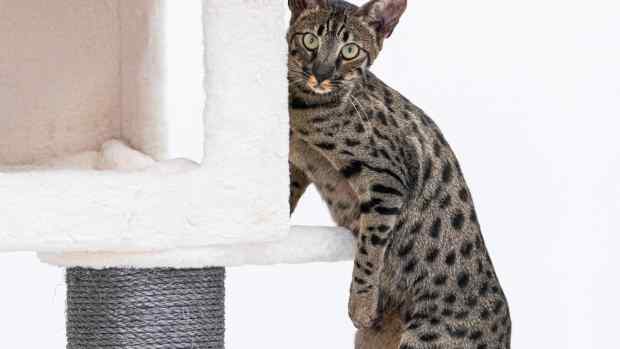 What Are Toygers? Domestic Tiger-Cats as House Pets - PetHelpful