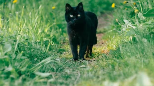 Top 100 Orange Cat Names PetHelpful top-100-orange-cat-names-pethelpful