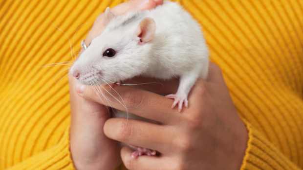 A List of Safe and Dangerous Foods for Your Pet Rat - PetHelpful