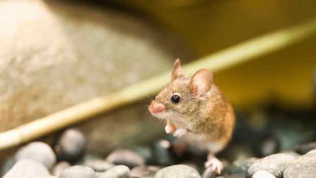 How to Spot a Sick Mouse: Common Illnesses in Pet Mice - PetHelpful