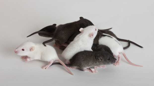 Pet Mice: Guide to Caring for a Fancy Mouse - PetHelpful