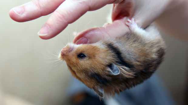 10 Most Common Pets in the US - PetHelpful