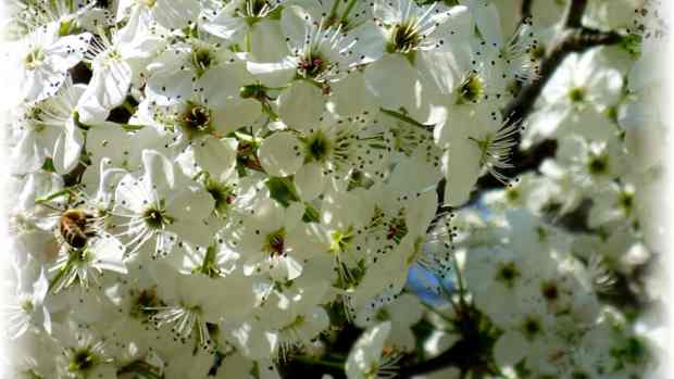 Bradford Pear: Invasive Tree or Neighborhood Staple? - Dengarden
