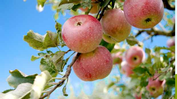 How to Grow a Dwarf Apple Tree - Dengarden