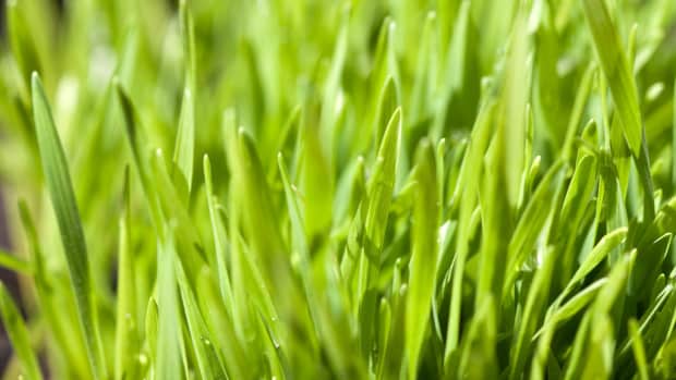 How to Use Wheatgrass Kits and Trays - Dengarden