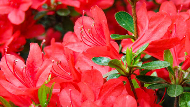 Native Azaleas of Louisiana - Dengarden