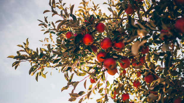 How to Grow a Dwarf Apple Tree - Dengarden