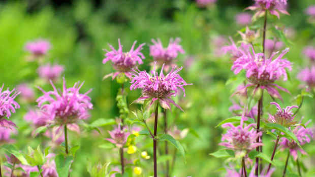 Tips and How-Tos for Planting Flower Gardens - Dengarden