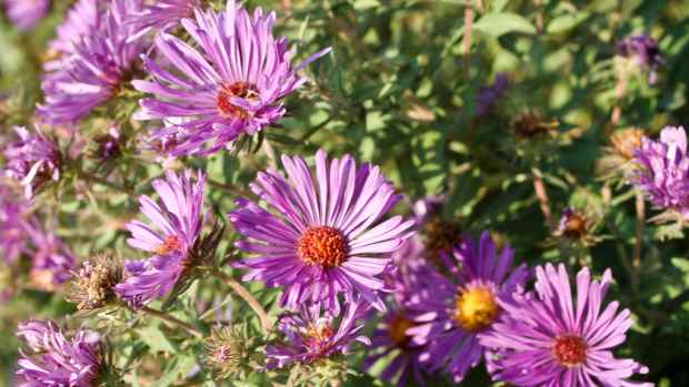 Keep Flowering Perennials Blooming From Spring Until Fall - Dengarden