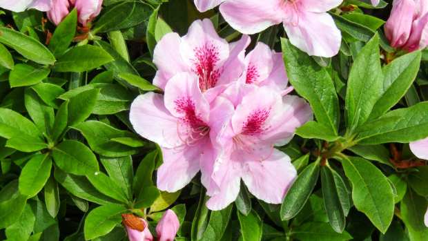 Native Azaleas of Louisiana - Dengarden