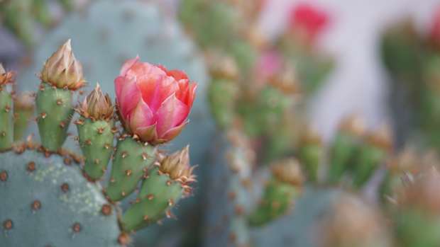 How to Get Your Cactus to Flower - Dengarden
