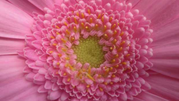 How to Care for an Easter Cactus (the Spring Cactus) - Dengarden