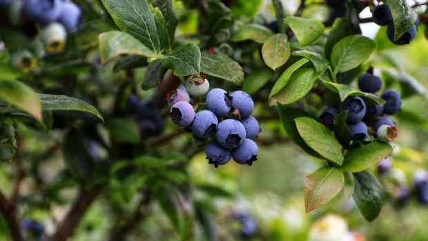 How to Care for Blueberry Bushes - Dengarden