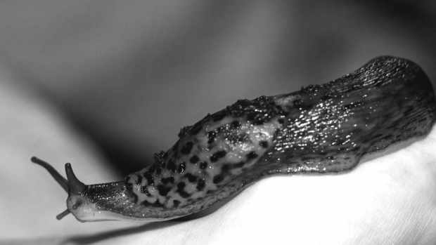 6 Ways to Get Rid of Slugs in Your House - Dengarden