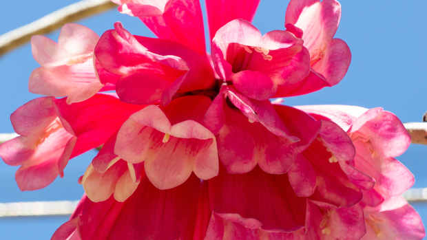 Muntries ("Kunzea pomifera"): Australian Native Plant Profile - Dengarden