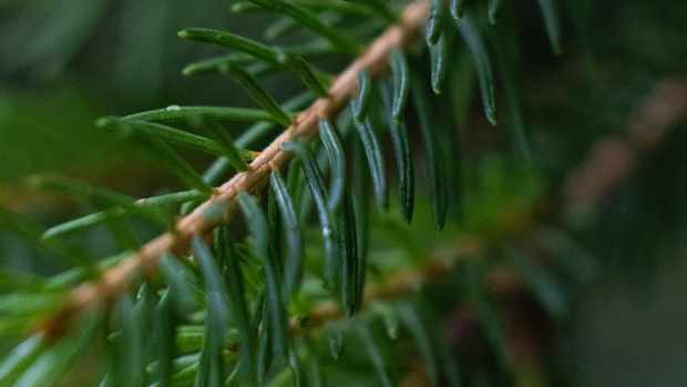 Carolina Sapphires: Fast-Growing Evergreens for Privacy - Dengarden