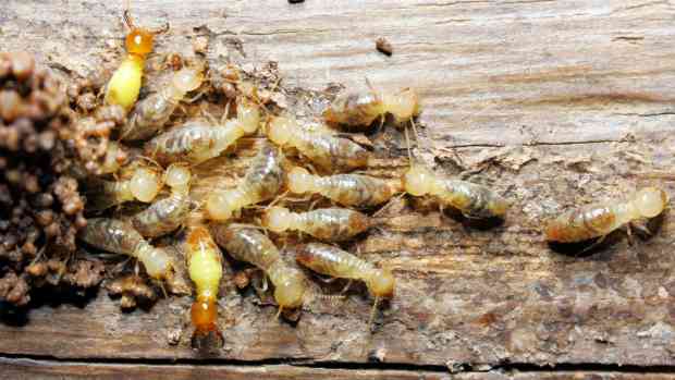 Maggot Facts: Where They Come From and How to Get Rid of Them - Dengarden