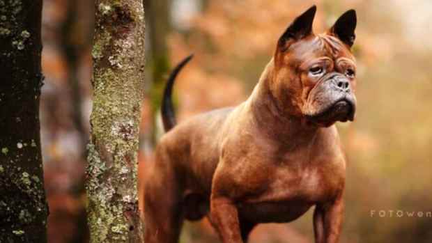 Pets and Animals - HubPages