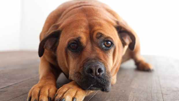 What to Do About Coughing in Dogs With Heart Disease - PetHelpful