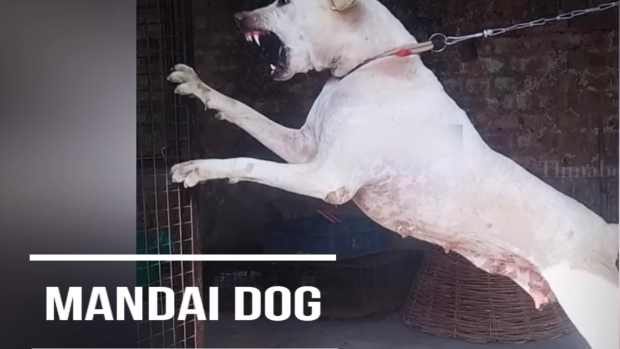 Pets and Animals - HubPages