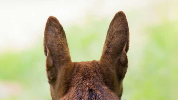 Hematoma: Swollen Dog Ear Flap and How a Vet Will Treat It - PetHelpful