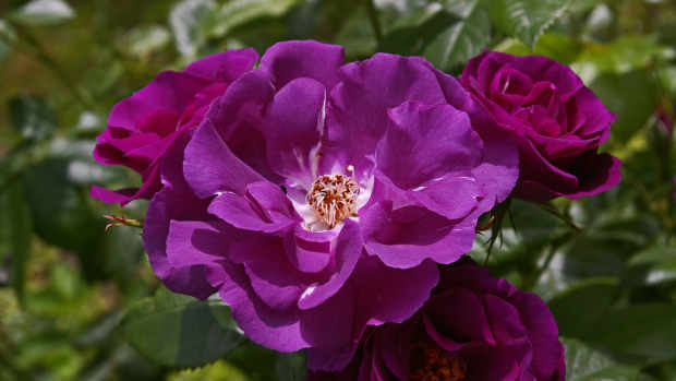 Tips and How-Tos for Planting Flower Gardens - Dengarden