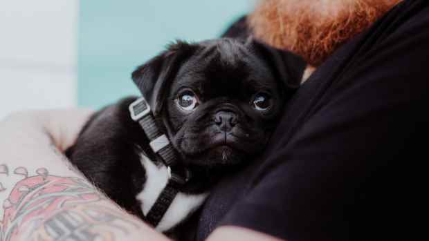 10 Most Common Pets in the U.S. - PetHelpful
