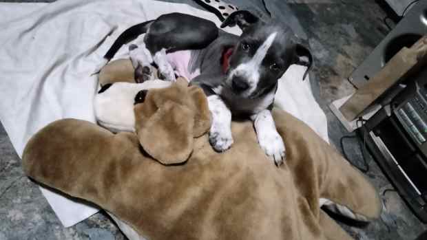 How Do I Care for a Dog That Survived Parvo? - PetHelpful