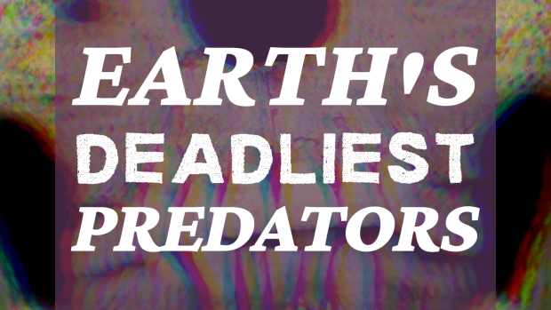 Top 5 Solitary Predators: Dangerous Lone Hunters in the Wild - Owlcation