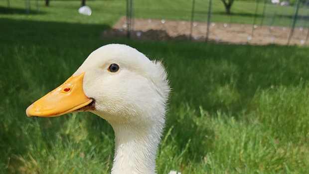 Pets and Animals - HubPages