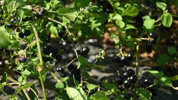 Pest Control - Dengarden