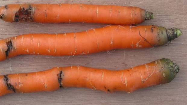 Tips and How-Tos for Planting Food Gardens - Dengarden