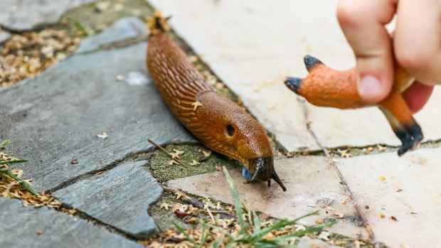 Pest Control - Dengarden