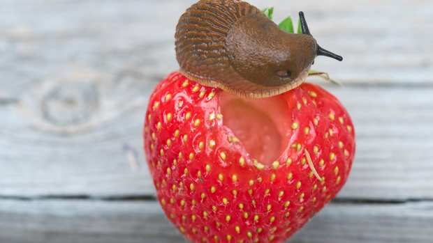 Pest Control - Dengarden