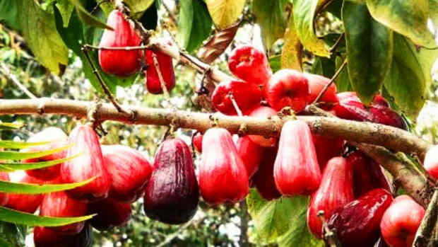 Tropical Taste of Hawaii: The Amazing Abiu Fruit - Dengarden