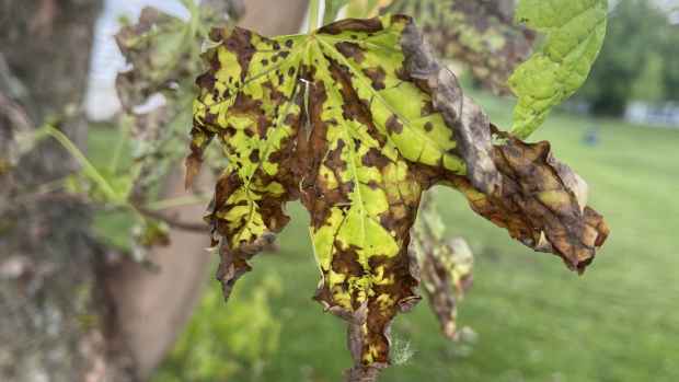 Ask an Expert - Dengarden