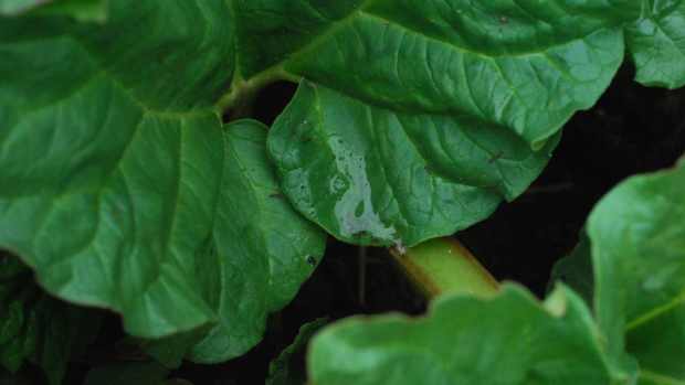 Ask an Expert - Dengarden