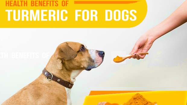 Pets and Animals - HubPages