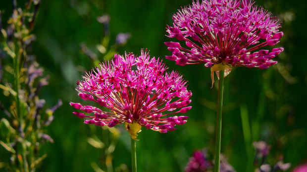 What Is a Medlar Fruit (Musmula) & Where Do They Come From? - Dengarden