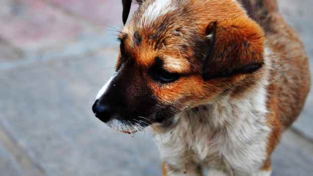 How Do I Care for a Dog That Survived Parvo? - PetHelpful