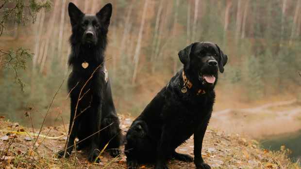 How Do I Use the Moxi-Doxy Method for Heartworms? - PetHelpful